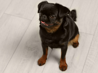 Brabantík - Pejskovice